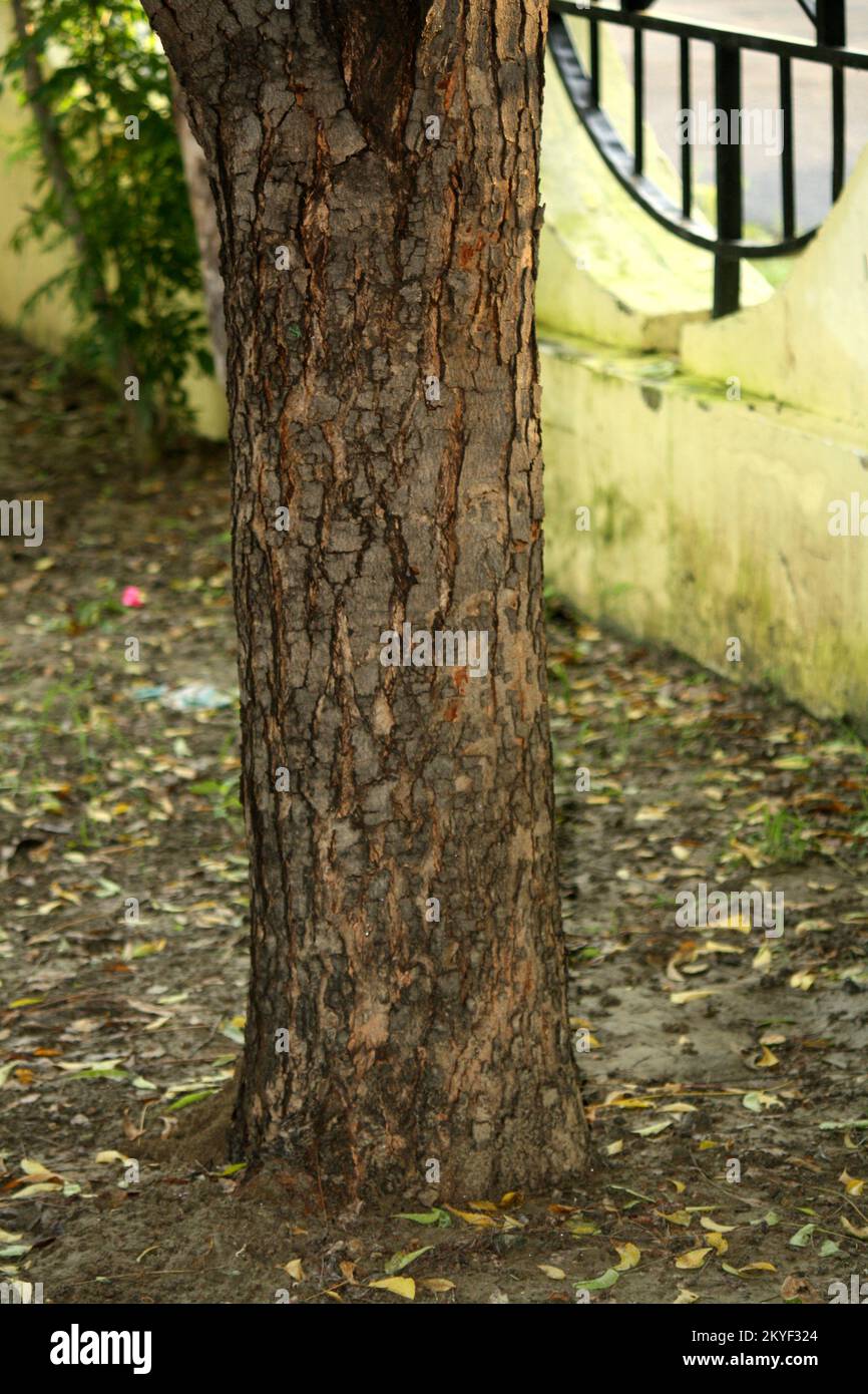 Indian lilac or Neem (Azadirachta indica) tree trunk with rough and ...