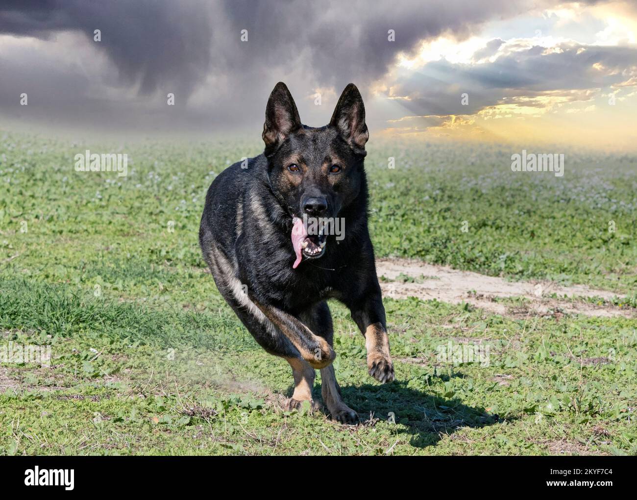 German shepherd in competition hi-res stock photography and images - Alamy