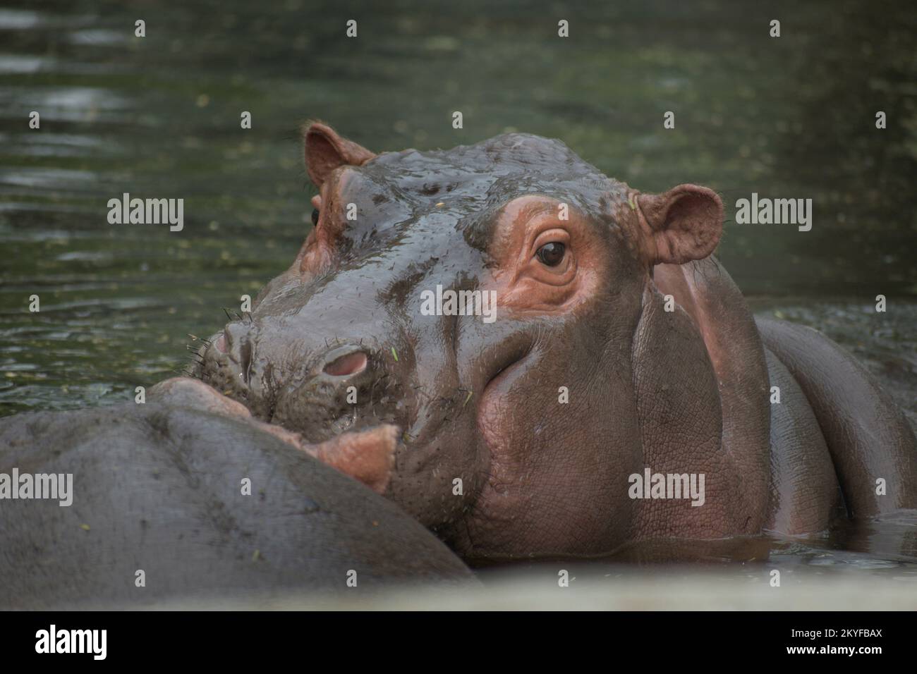 A Hippopotamus Hippo in water with its head outside water and the body ...