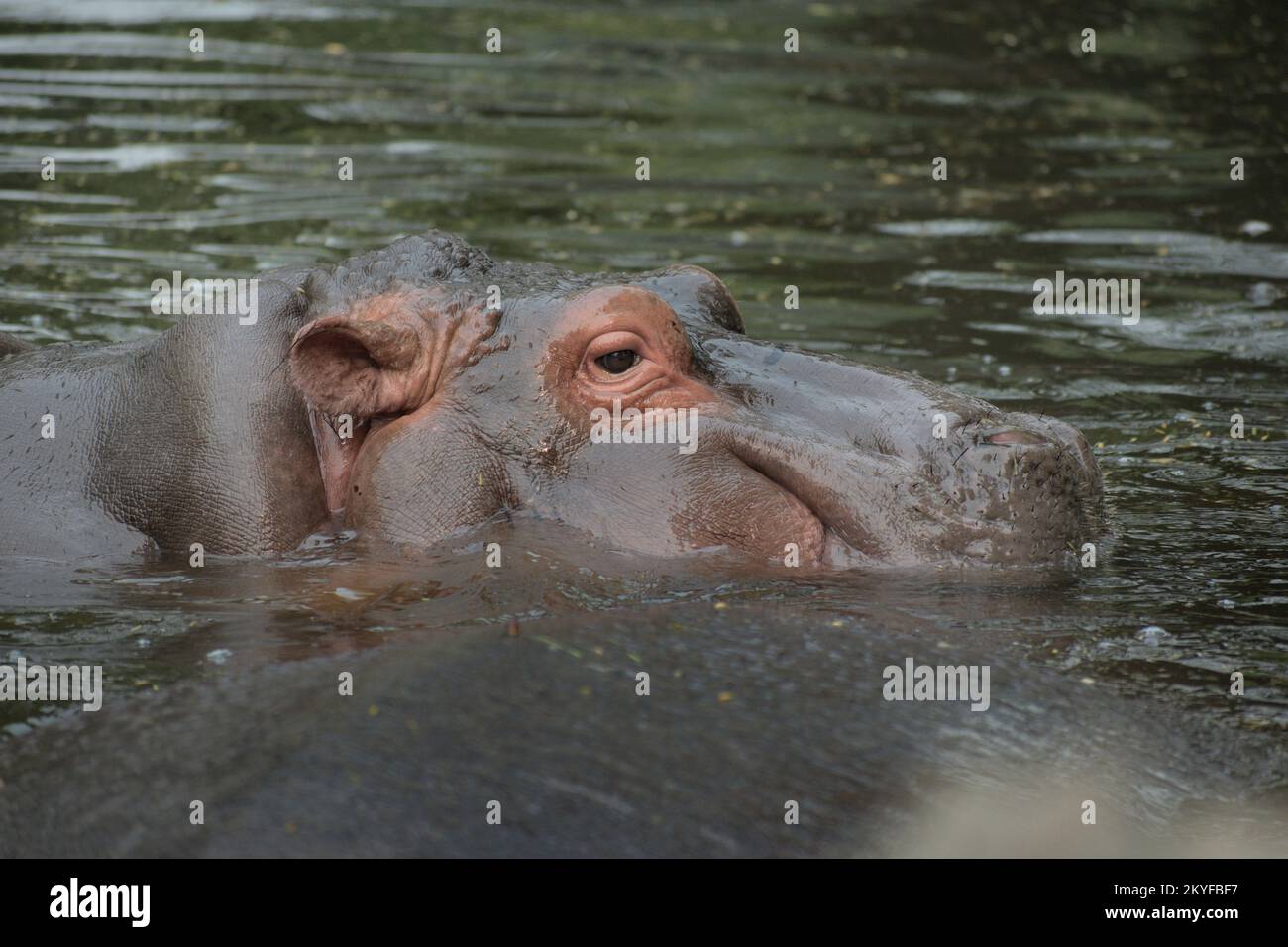 A Hippopotamus Hippo in water with its head outside water and the body ...