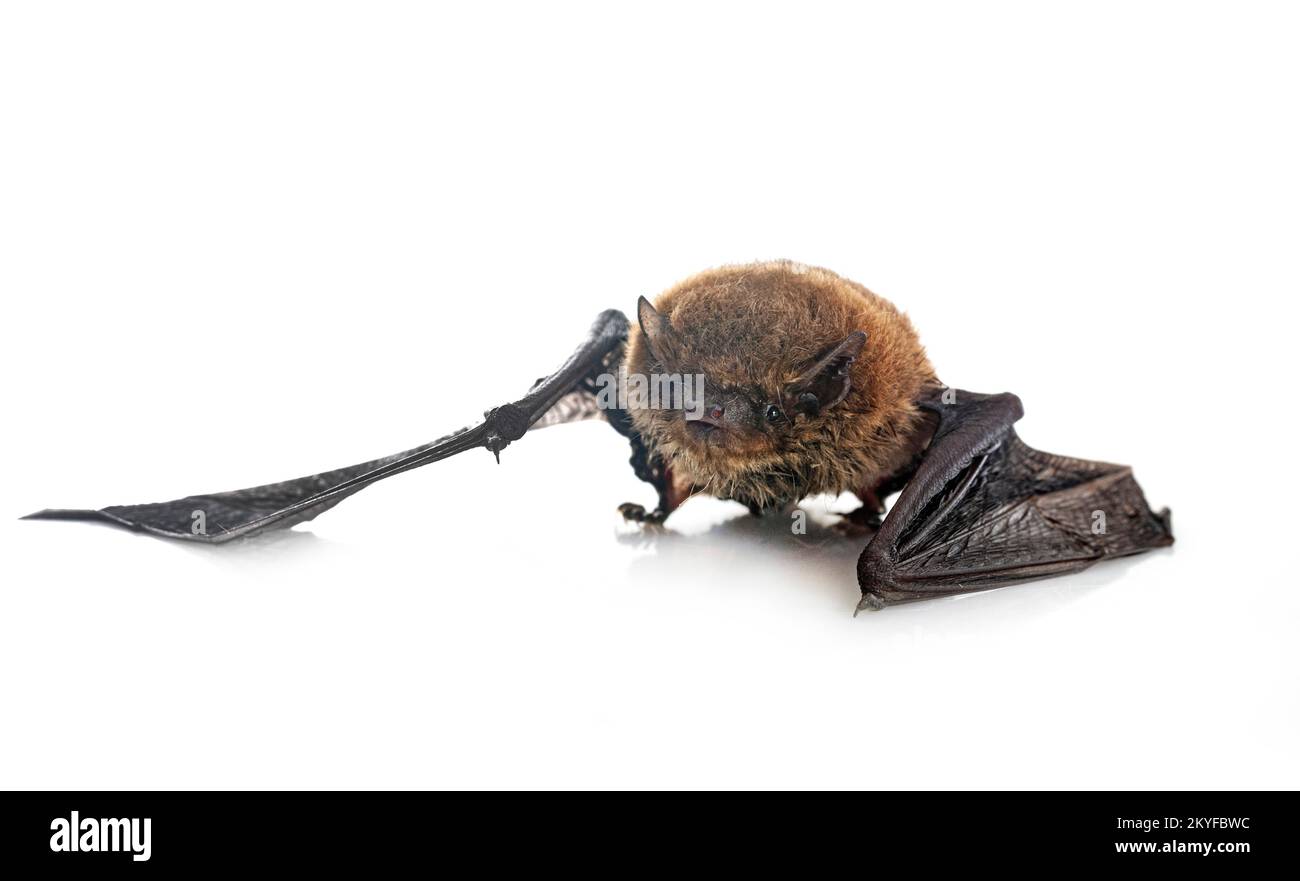 Pipistrellus pipistrellus in front of white background Stock Photo - Alamy
