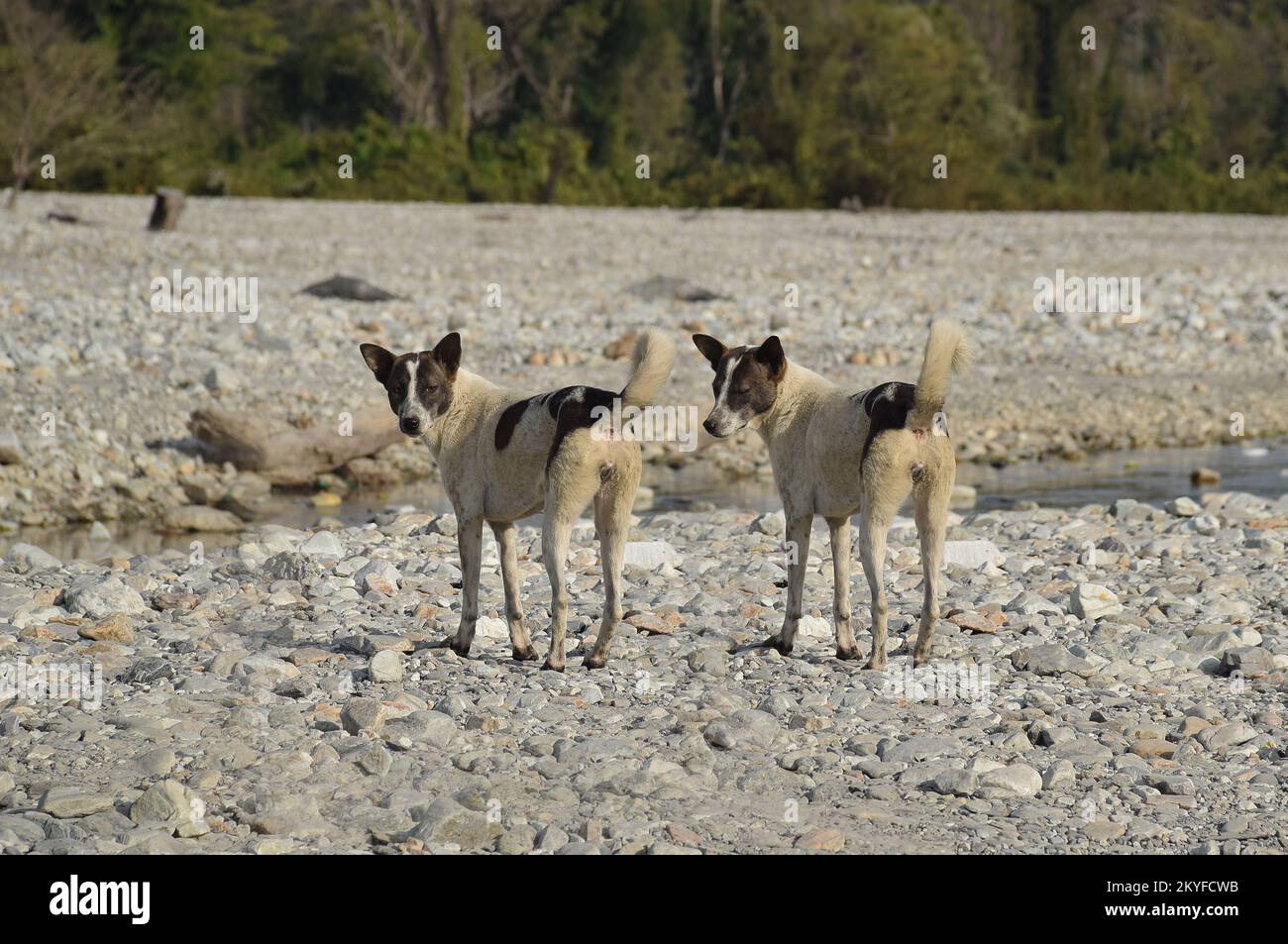 Can Dogs Have Identical Twins