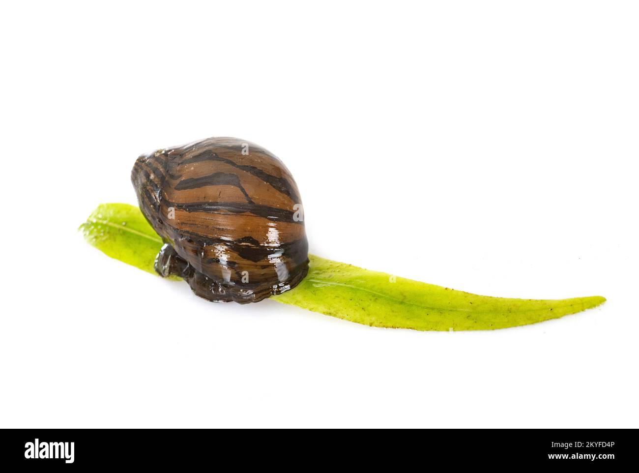 Vittina semiconica in front of white background Stock Photo - Alamy