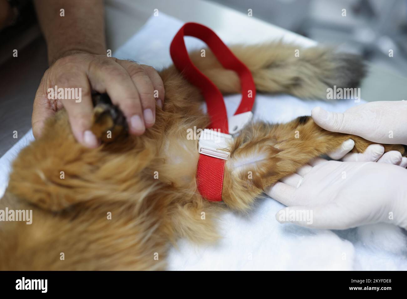 Female veterinarian in latex hi-res stock photography and images - Alamy