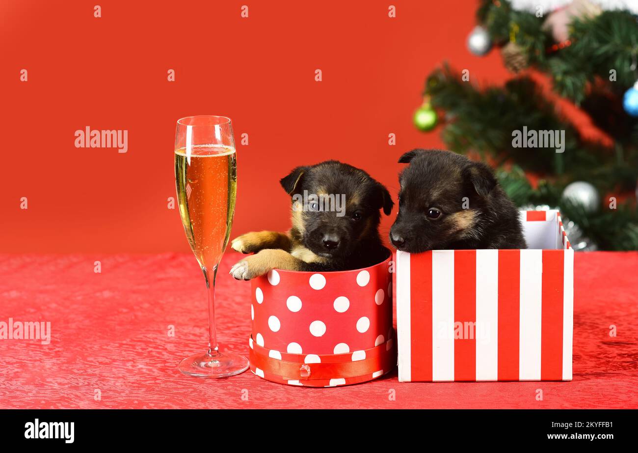 Funny pyppy dog with champagne. Puppy and gift boxes on new year ...