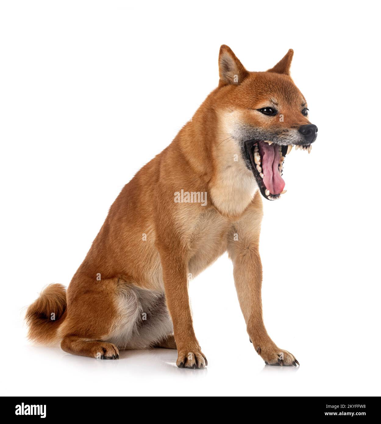 Growling fox hi-res stock photography and images - Alamy