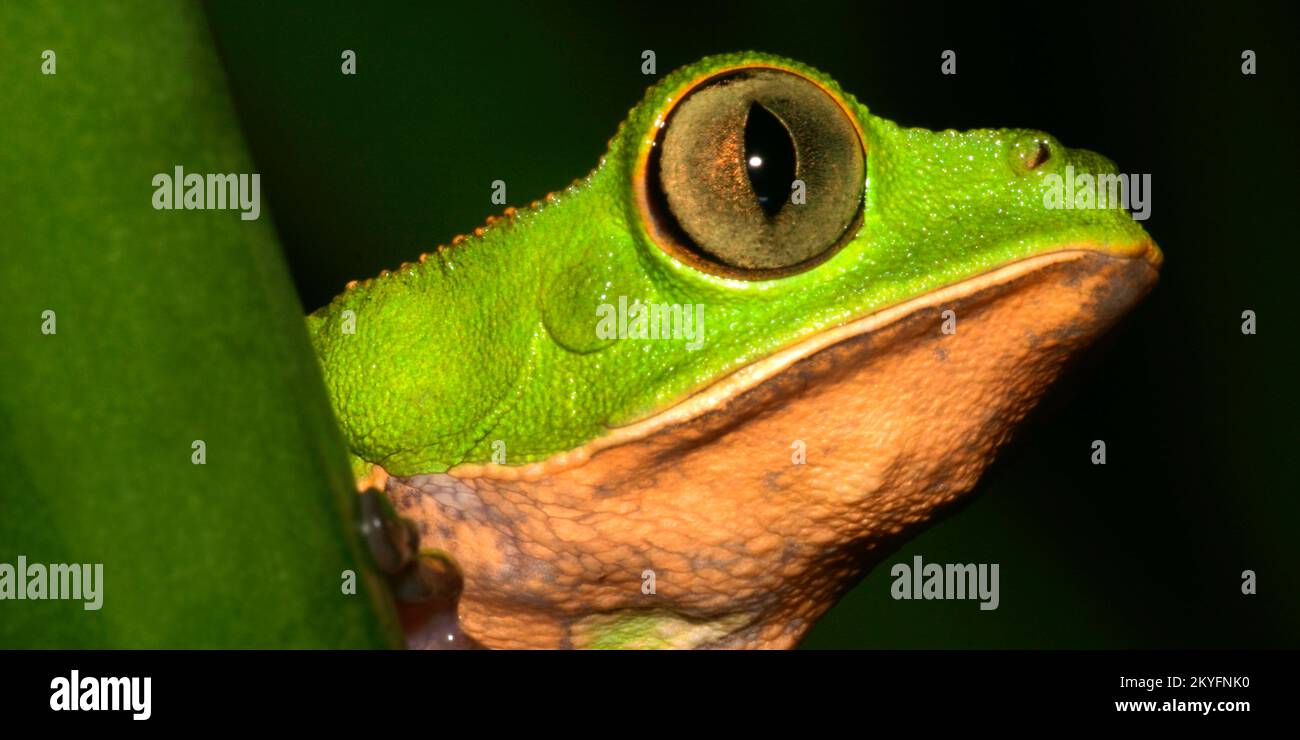 Tiger-Striped Leaf Frog, Callimedusa tomopterna, Rainforest, Napo River Basin, Amazonia, Ecuador ...