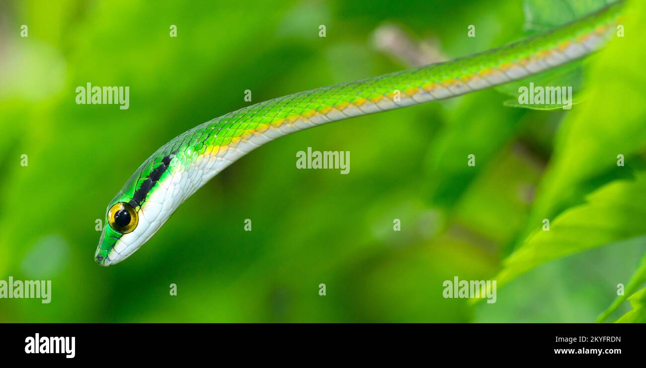 Parrot snake, Satiny Parrot Snake, Leptophis depressirostris, Tropical ...