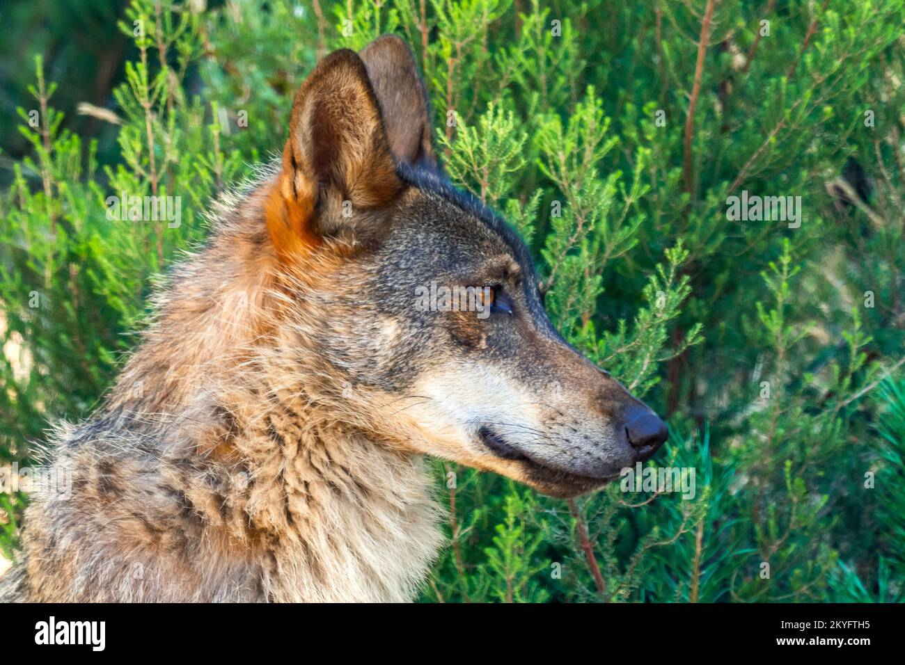 Grey wolf habitat europe hi-res stock photography and images - Alamy