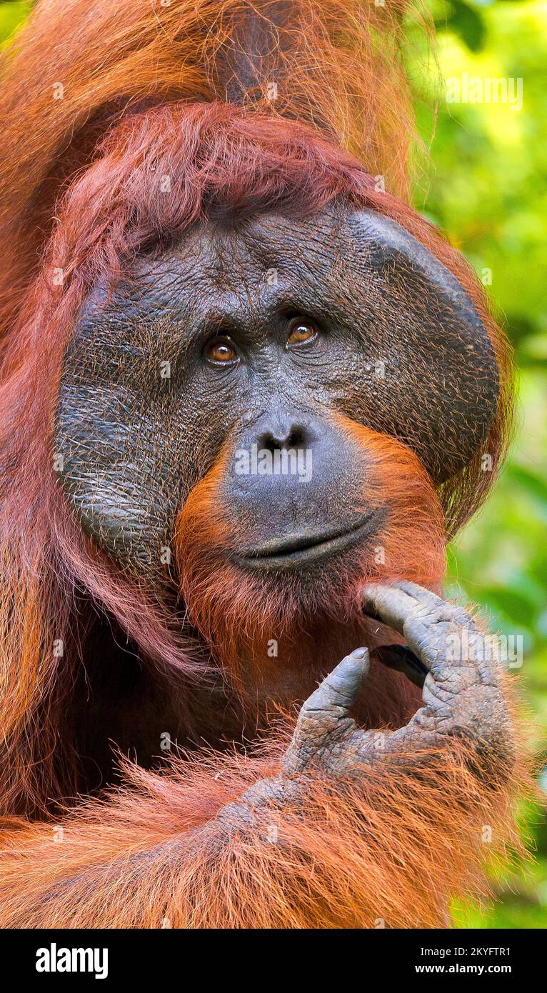 Orangutan, Pongo pygmaeus, Sekonyer River, Tanjung Puting National Park ...