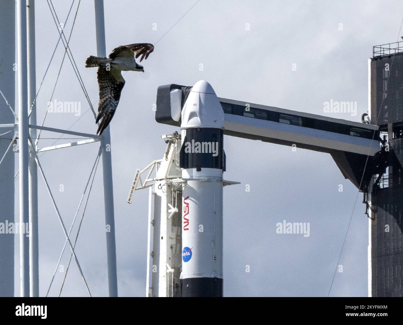 Top bird features hi-res stock photography and images - Alamy