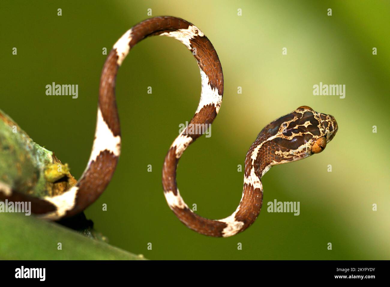 Blunthead Tree Snake, Imantodes cenchoa, Rainforest, Napo River Basin ...