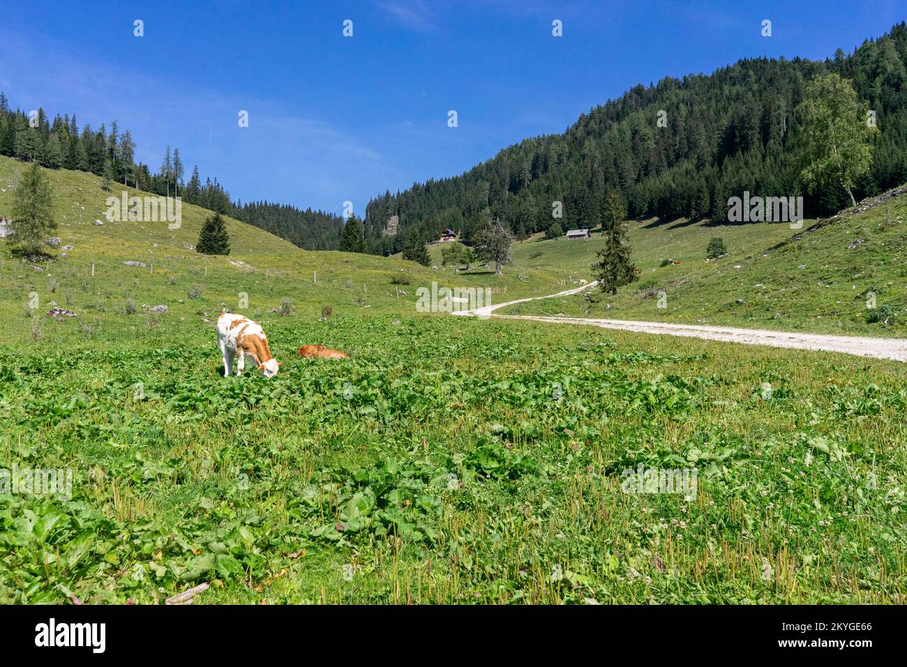 Trekking in the mountains of Slovenia, at Smrekovec region Stock Photo ...