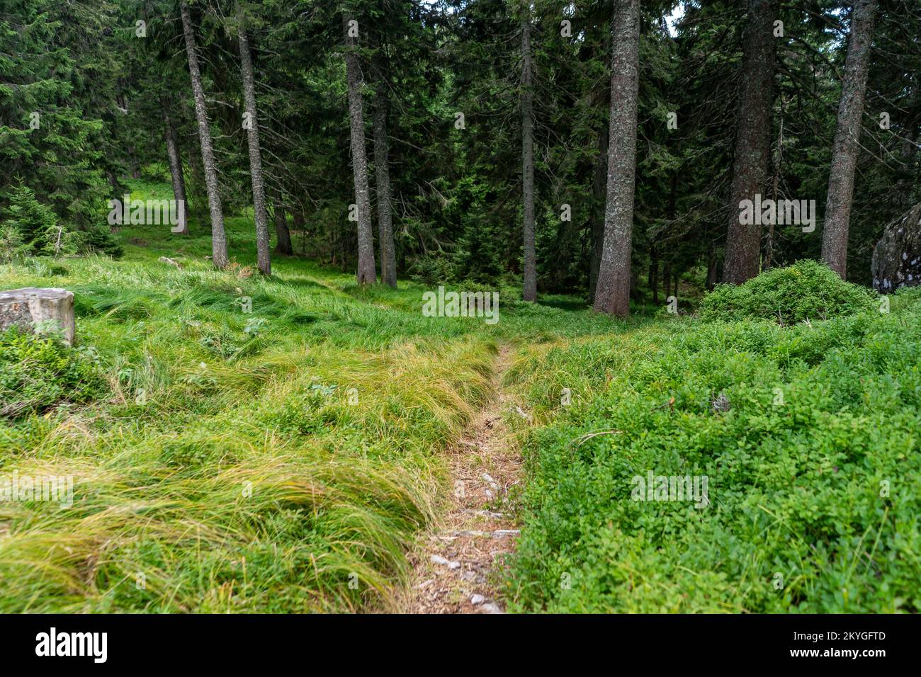 Trekking in the mountains of Slovenia, at Smrekovec region Stock Photo ...