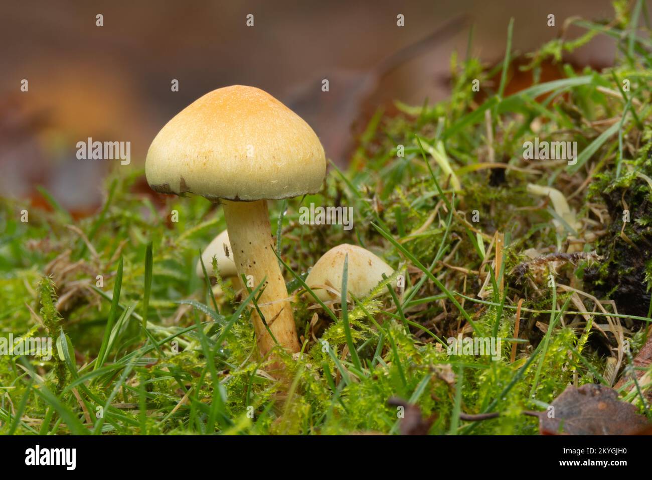 a close up from ground level, a Hypholoma fasciculare, commonly known ...