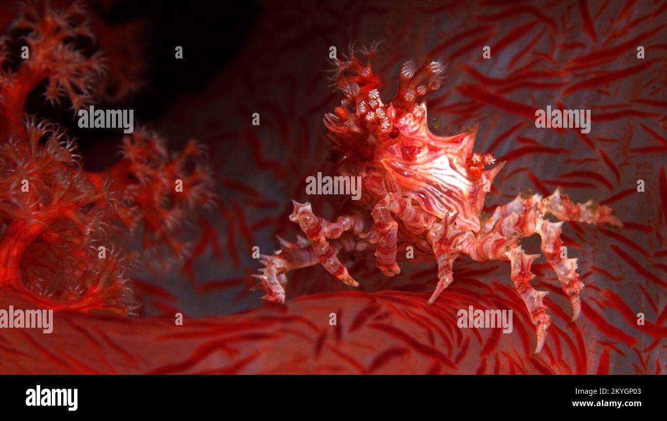 Pink soft coral candy crab on coral reef Stock Photo - Alamy