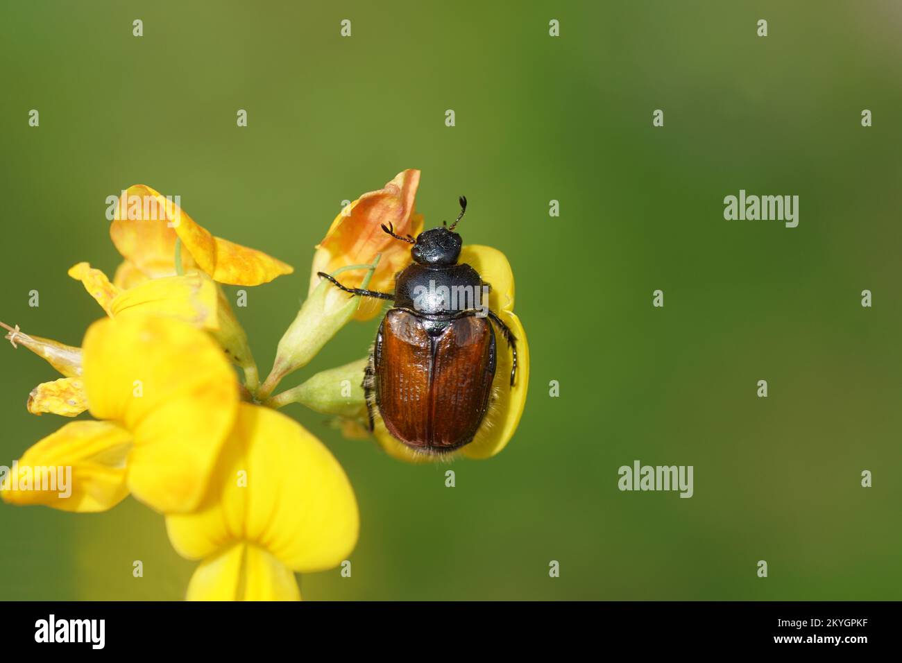 Phyllopertha horticola, the garden chafer or garden foliage beetle ...