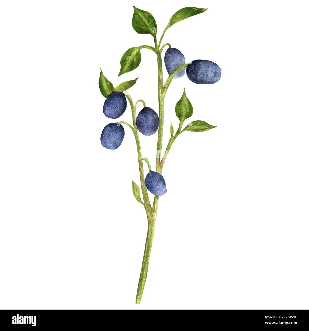 Hand-drawn sprig of a blueberry bush. An isolated element of berr? set ...