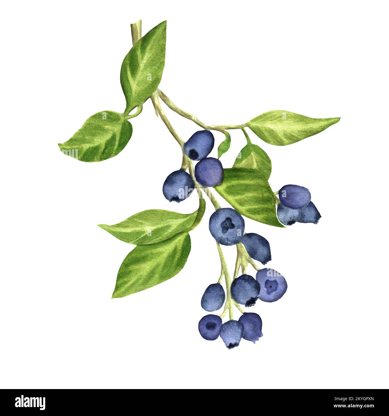Blueberry Bush Drawing at Kathryn Serna blog