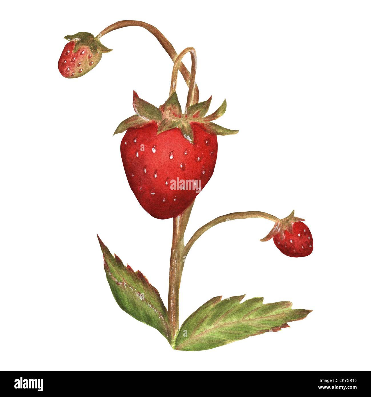 Hand-drawn wild strawberry bush. An isolated element of berr? set ...