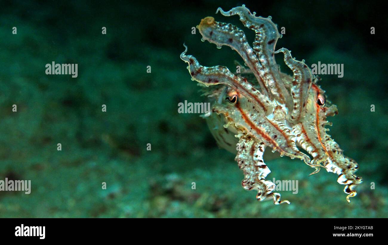 Beautiful cuttlefish changing the texture of its skin to camouflage on ...