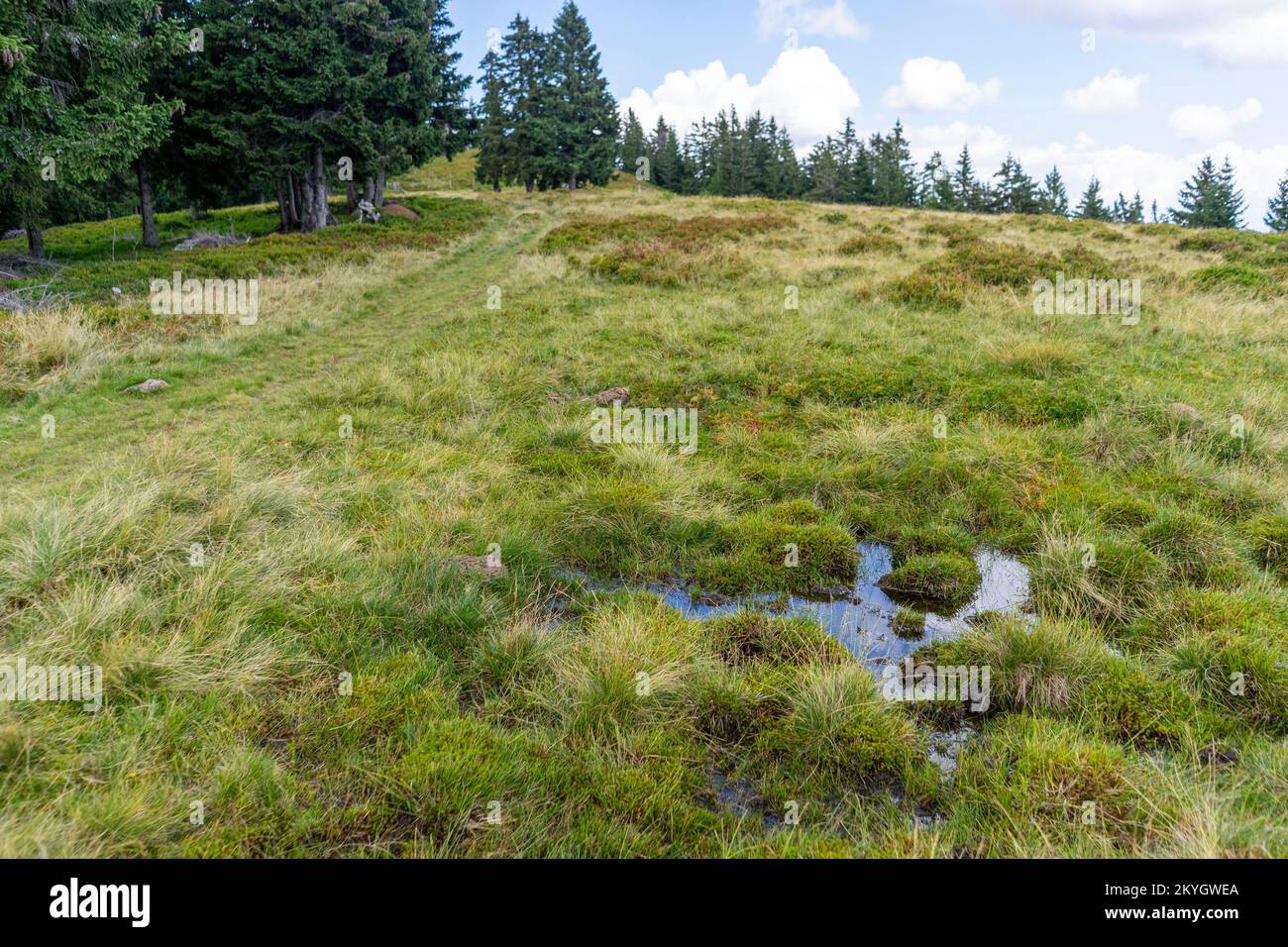 Incredible long grass named Nardus stricta Stock Photo - Alamy