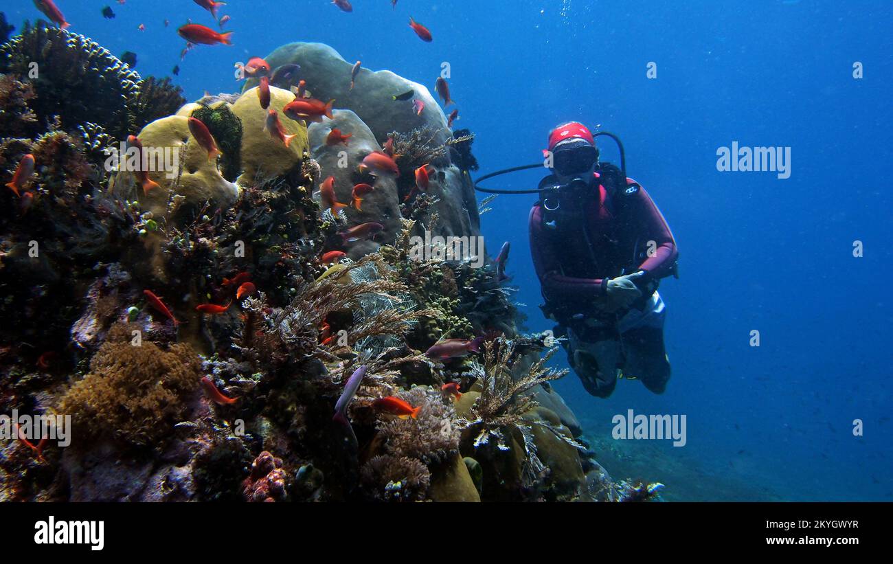 Female scuba diver finding tropical reef fish while guiding Scuba Dive ...