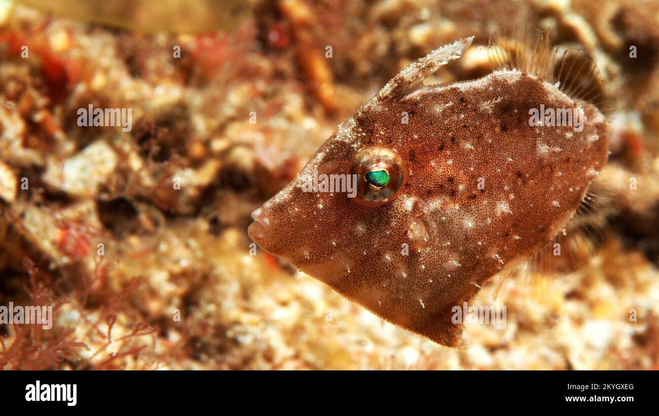 Juvenile filefish swimming above healthy coral reef Stock Photo - Alamy