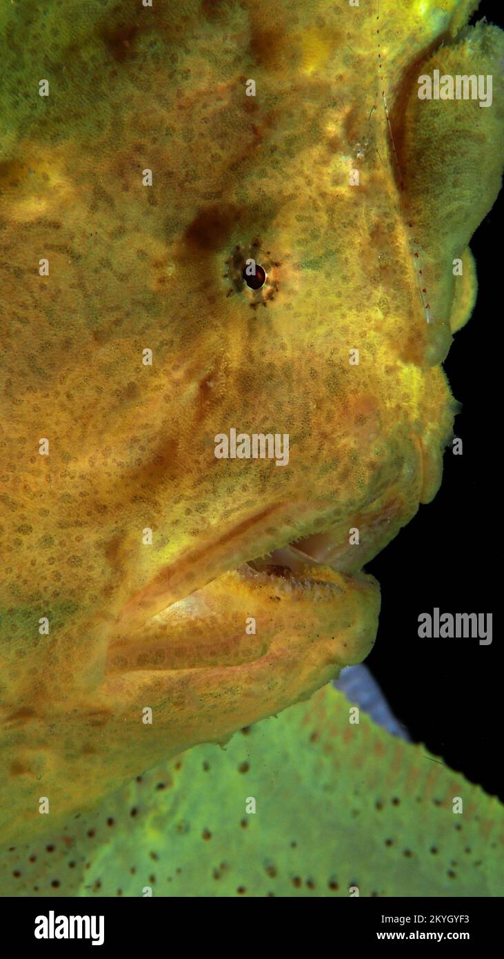 Marine animal behavior - Camouflage techniques used underwater to hide ...