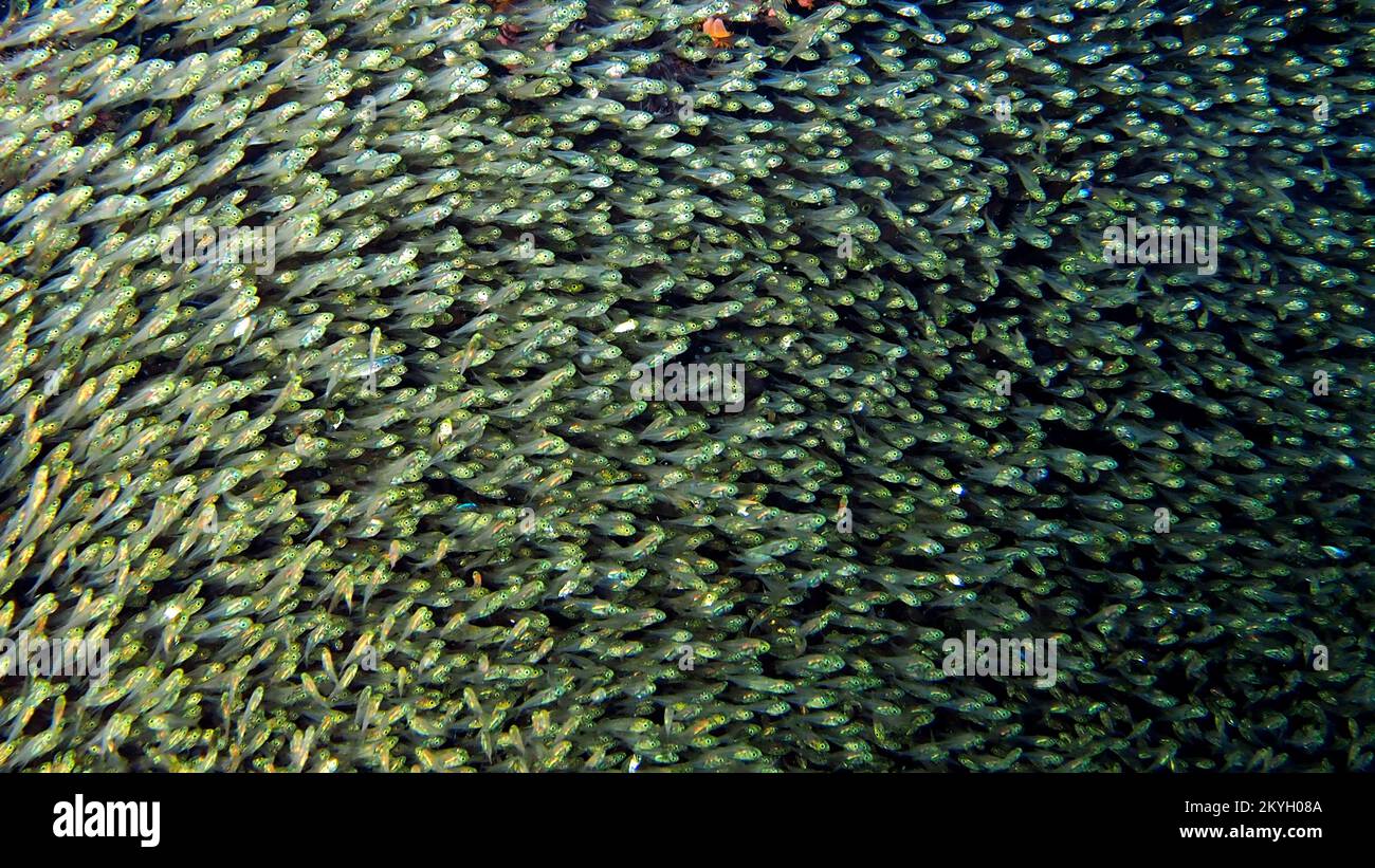 Fish schooling above healthy coral reef in the Pacific Ocean Stock ...