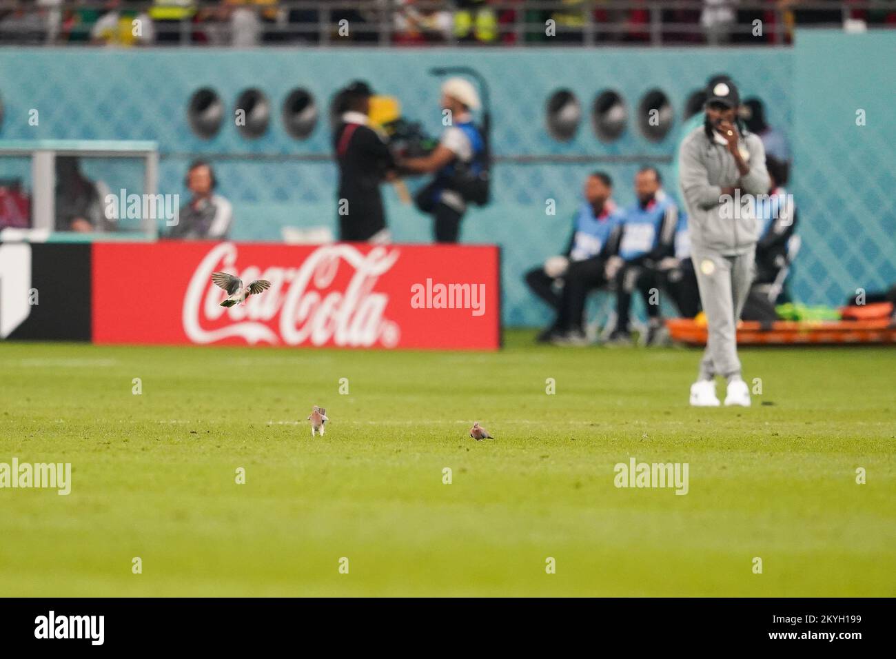 November 29, 2022: Two birds into the pitch during Ecuador v Senegal ...