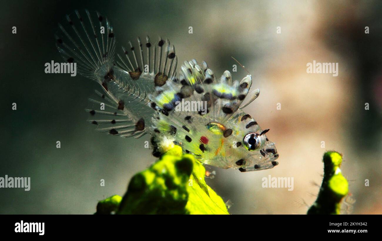 Lionfish portrait on coral reef in the wild Stock Photo - Alamy