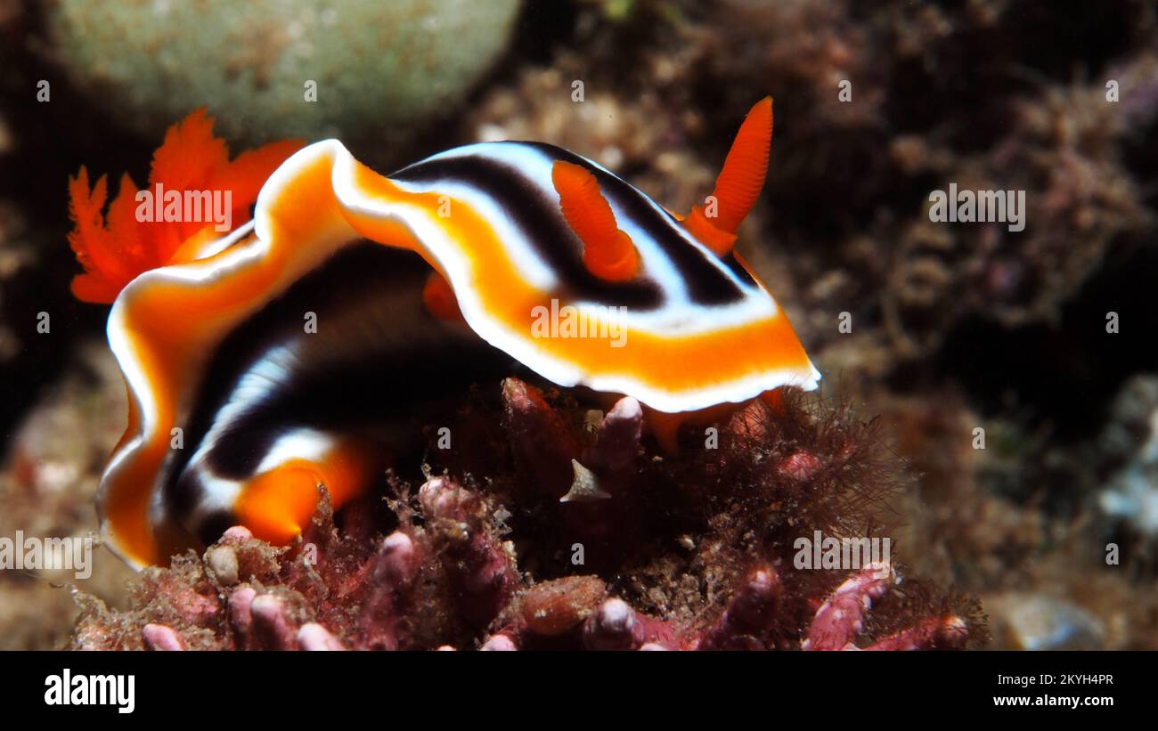 Colorful nudibranch sea slug crawling above coral reef in the Indo ...