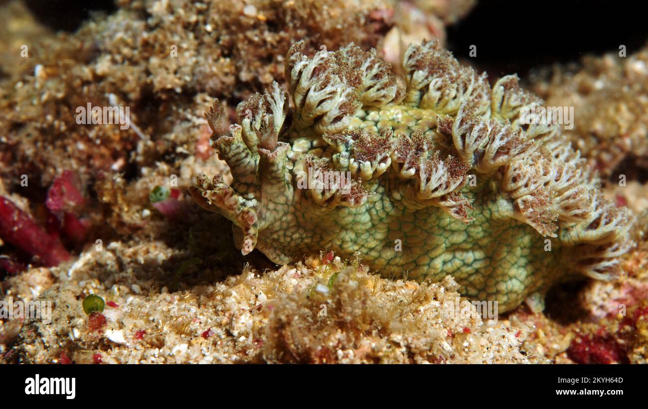 Red spots nudibranch hi-res stock photography and images - Alamy