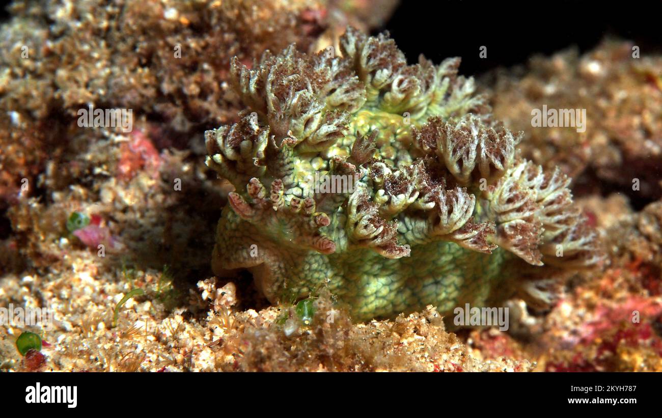 Cryptic nudibranch sea slug camouflages in with its surroundings on ...