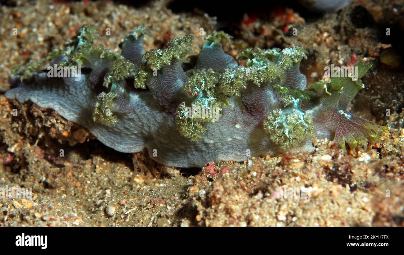 Red spots nudibranch hi-res stock photography and images - Alamy