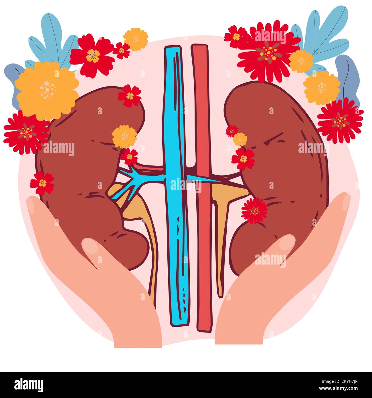 Kidney Vector Illustration Organ Isolated White Background With ...