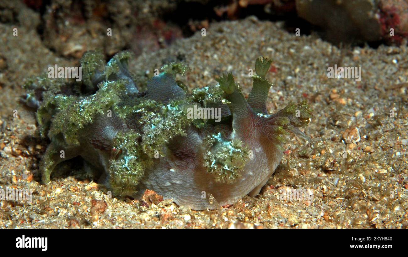 Red spots nudibranch hi-res stock photography and images - Alamy