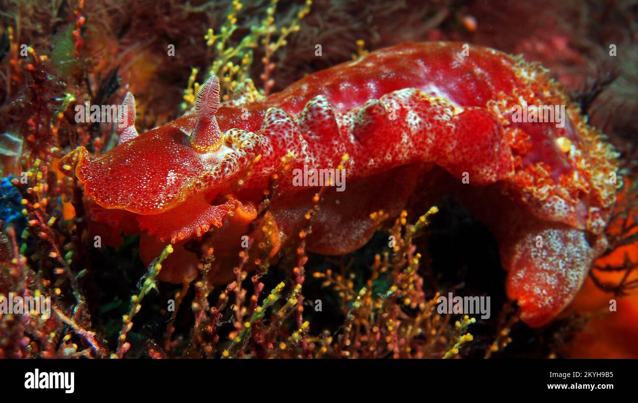 Colorful nudibranch sea slug crawling above coral reef in the Indo ...