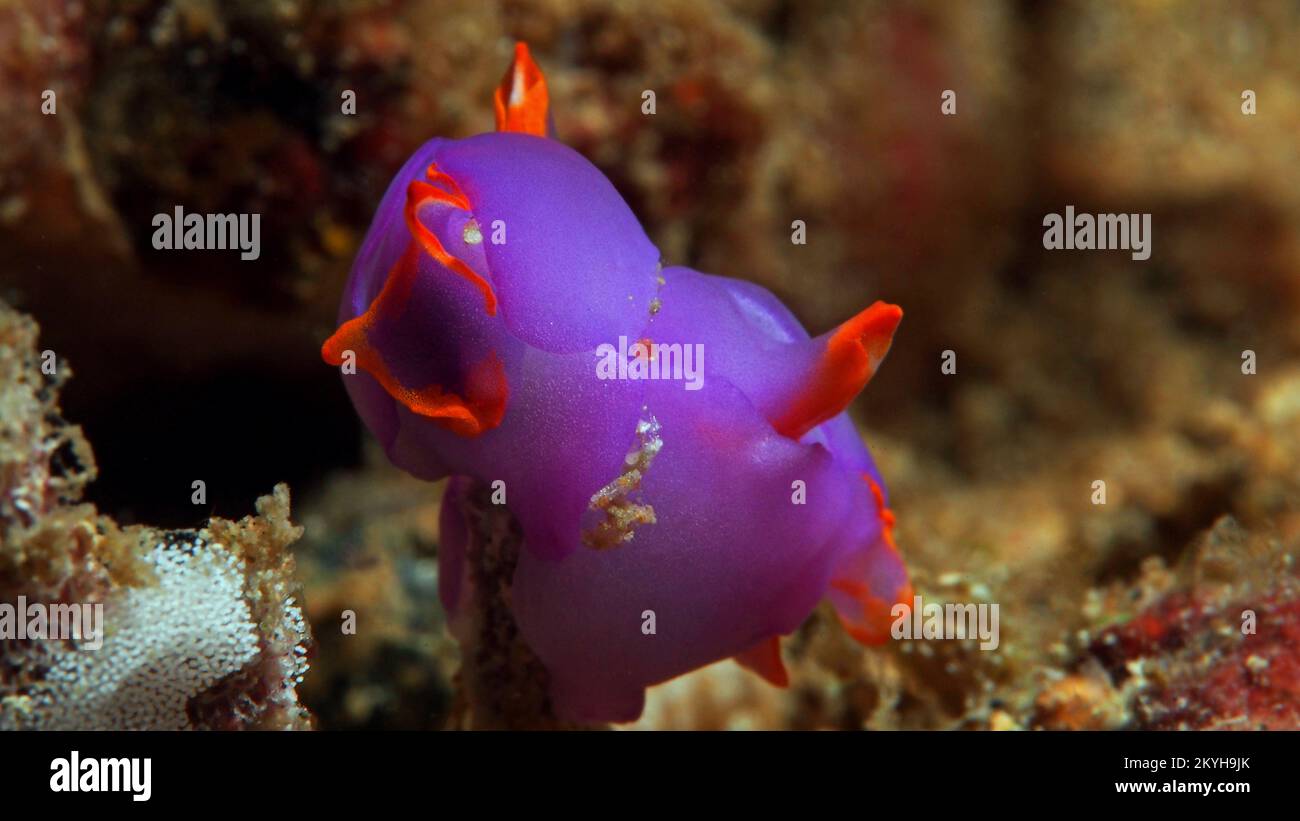 Colorful nudibranch sea slug crawling above coral reef in the Indo ...