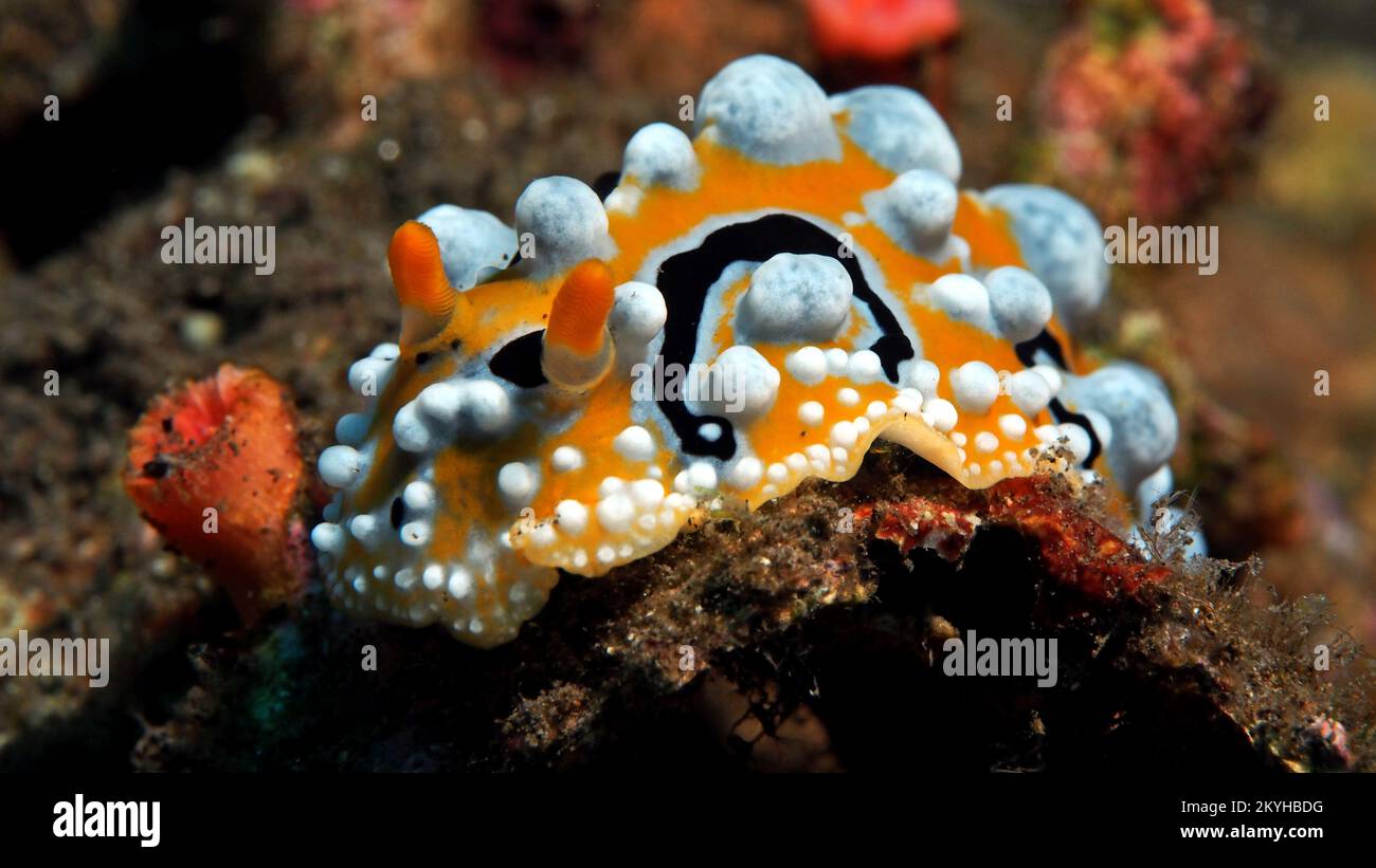 Colorful nudibranch sea slug crawling above coral reef in the Indo ...