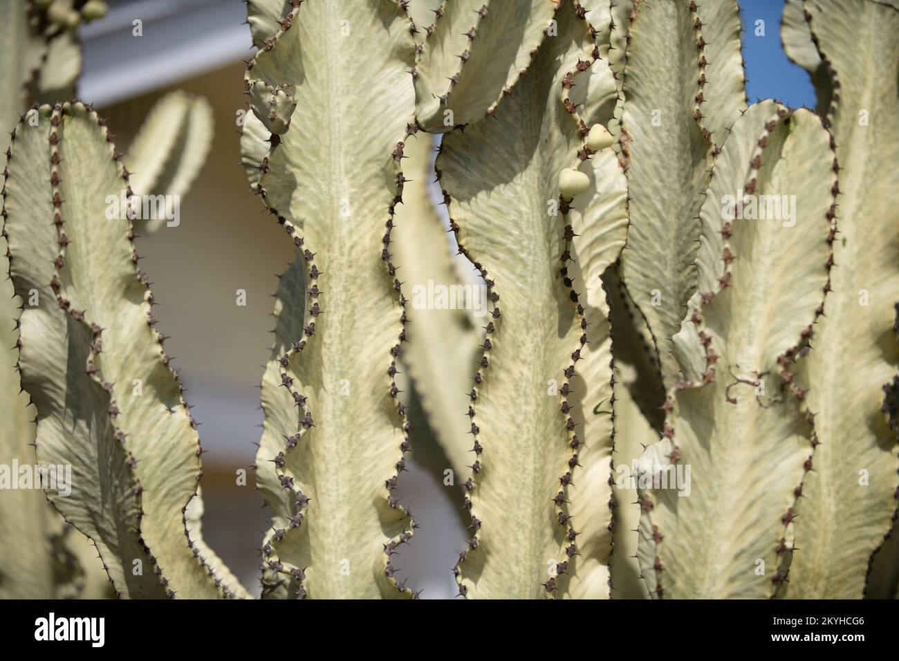 Cactus backdround, cacti design or cactaceae pattern Stock Photo - Alamy