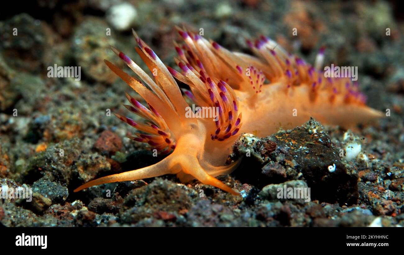 Colorful nudibranch sea slug crawling above coral reef in the Indo ...