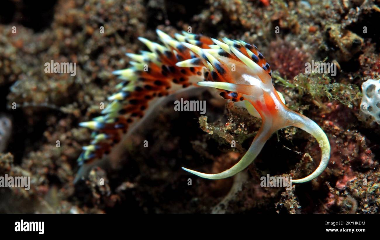Colorful nudibranch sea slug crawling above coral reef in the Indo ...