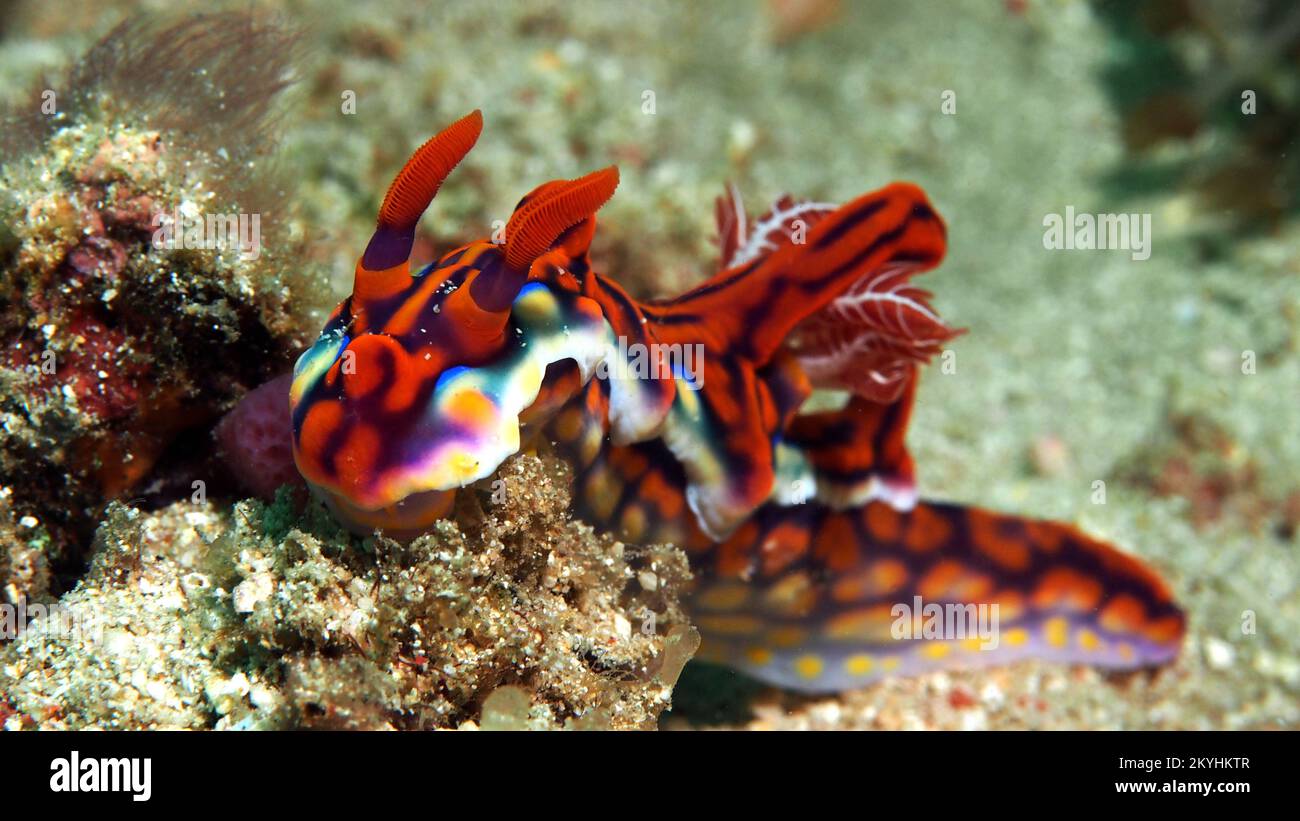 Colorful nudibranch sea slug crawling above coral reef in the Indo ...