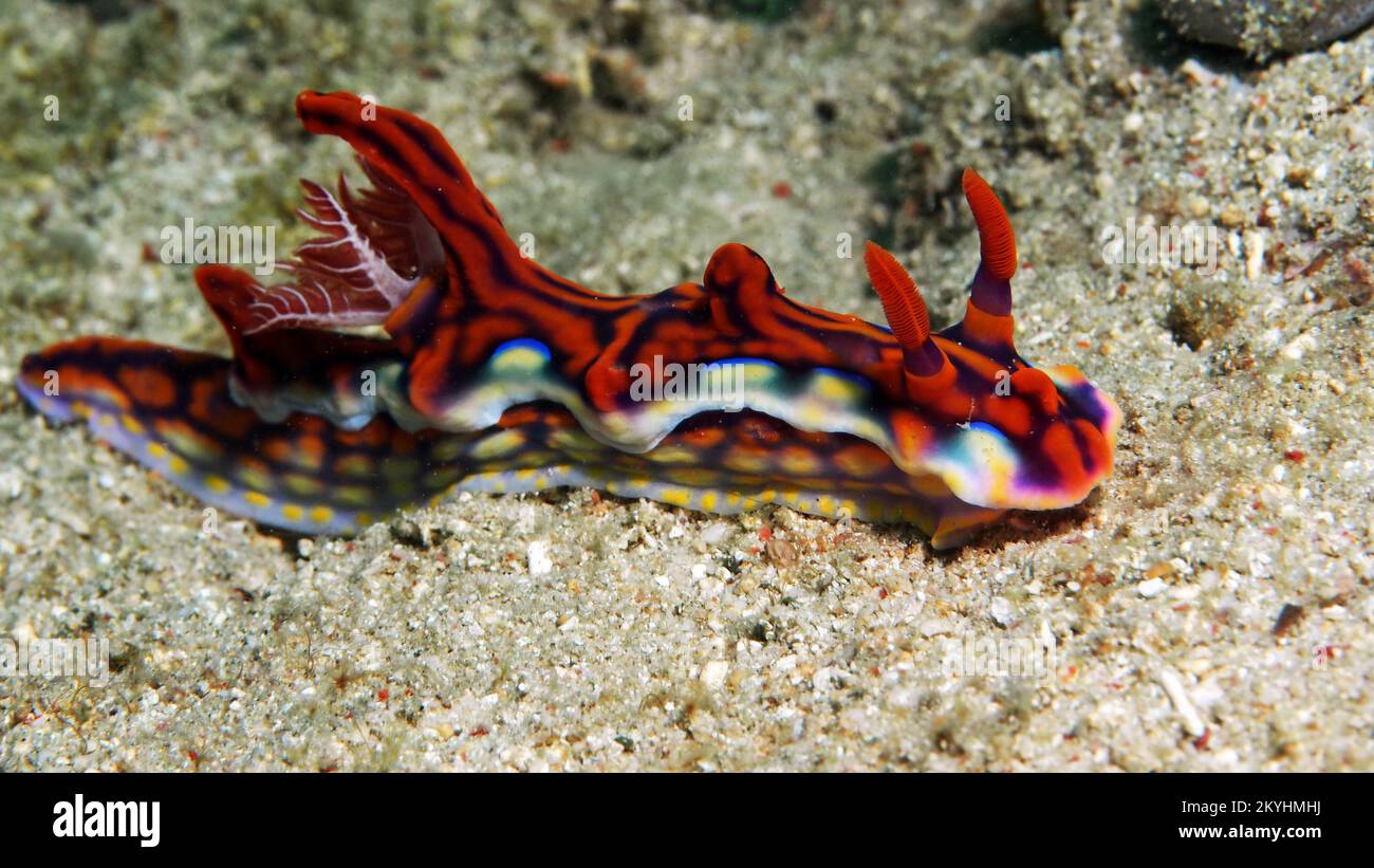 Colorful nudibranch sea slug crawling above coral reef in the Indo ...