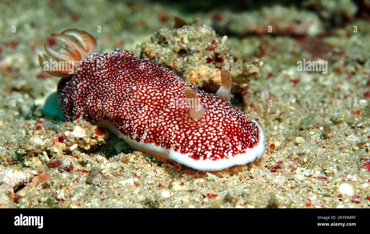 Colorful nudibranch sea slug crawling above coral reef in the Indo ...