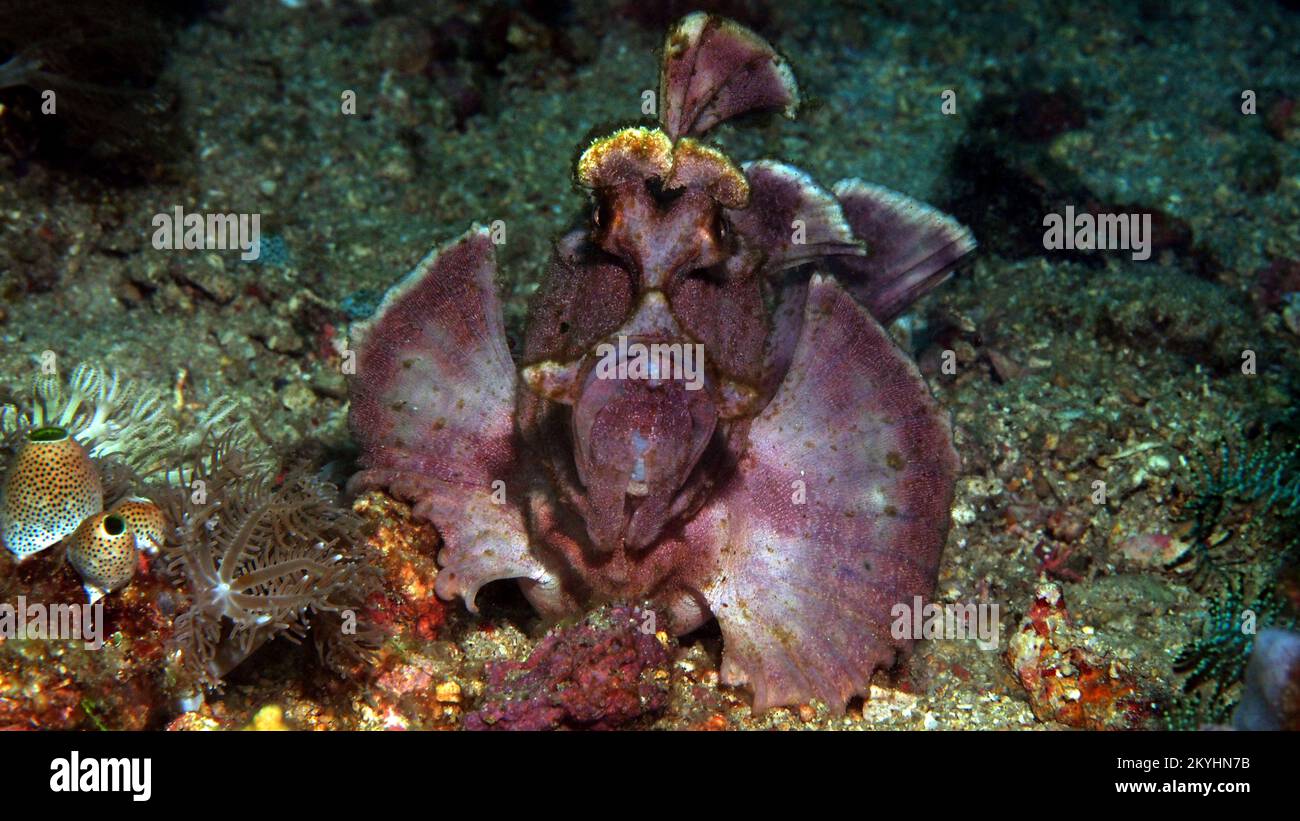 Purple paddleflap rhinopias scorpionfish - Rhinopias eschmeyeri Stock ...