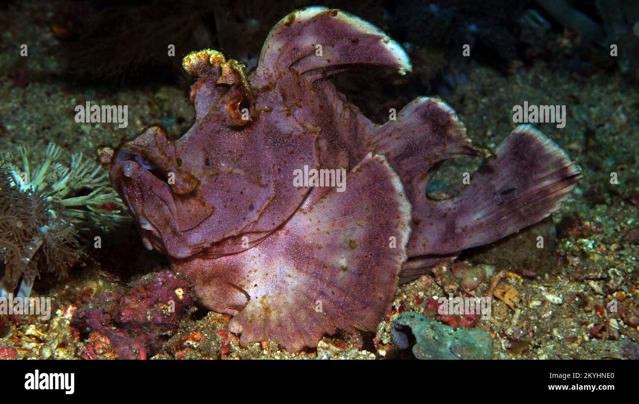 Purple paddleflap rhinopias scorpionfish - Rhinopias eschmeyeri Stock ...