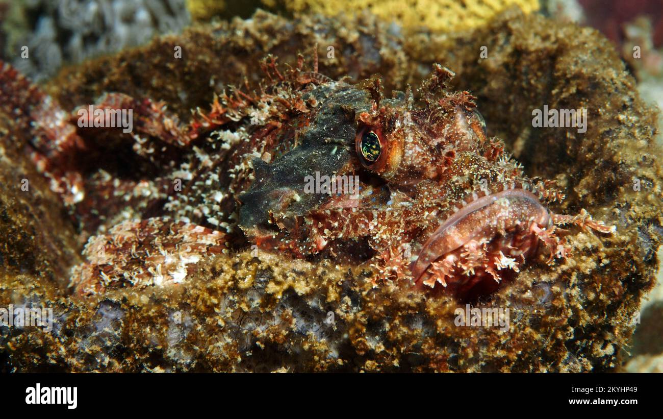 Great barrier reef poster hi-res stock photography and images - Alamy